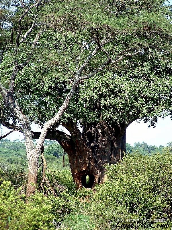 "Boabob Tree" by © Loree McComb | Redbubble