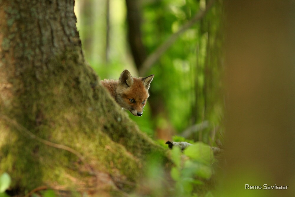 "Behind the tree - red fox kit" by Remo Savisaar | Redbubble