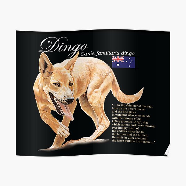 Dingo Gifts & Merchandise | Redbubble