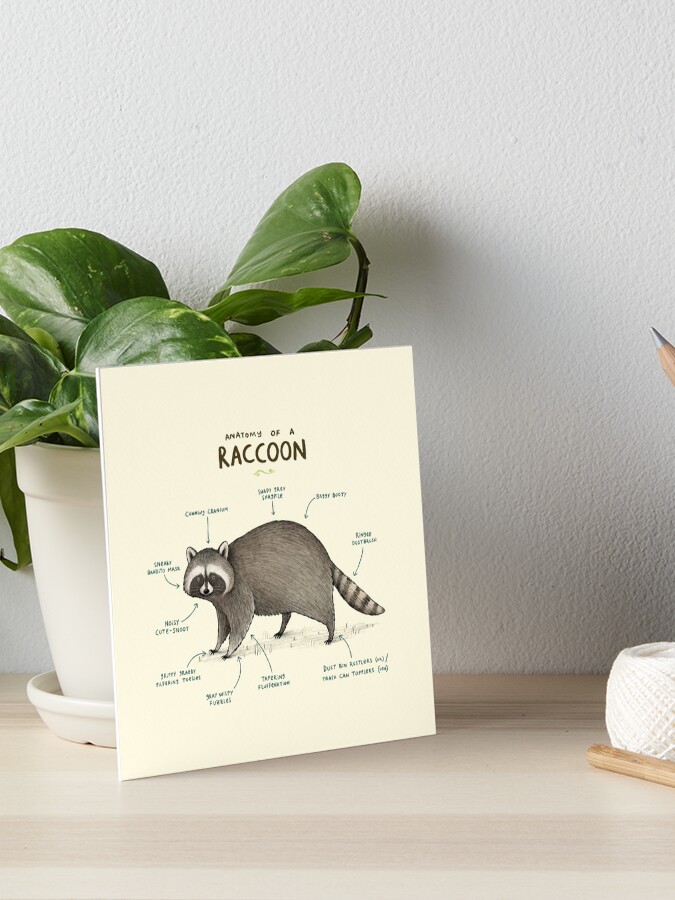 "Anatomy of a Raccoon" Art Board Print for Sale by Sophie Corrigan ...