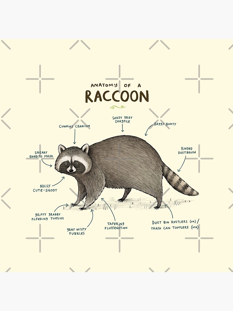 "Anatomy of a Raccoon" Photographic Print for Sale by Sophie Corrigan ...