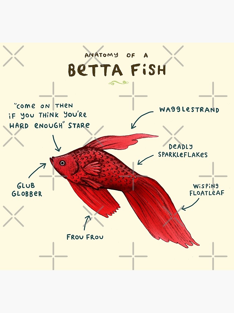 Anatomy Of Betta Fish
