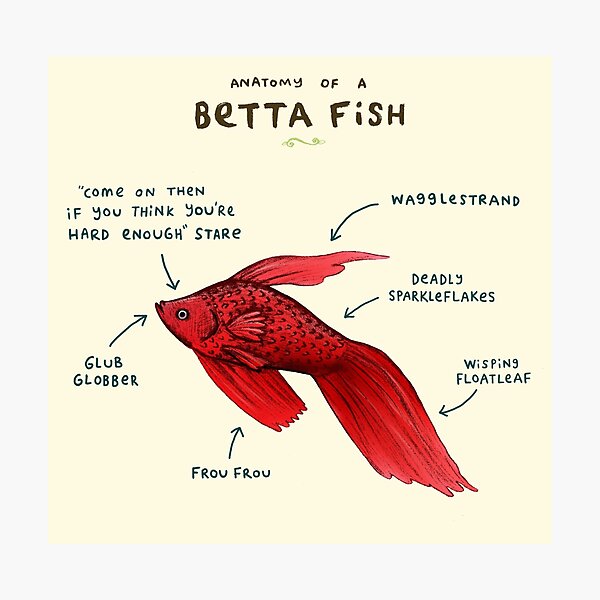 "Anatomy of a Betta Fish" Photographic Print for Sale by SophieCorrigan ...