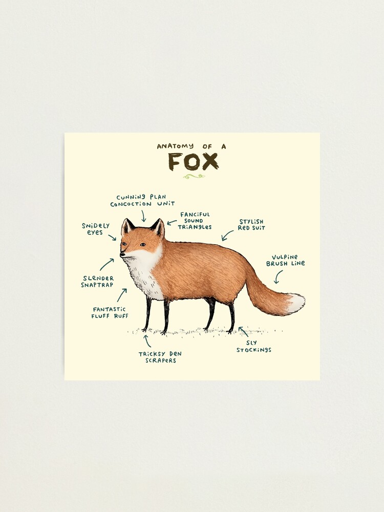 "Anatomy of a Fox" Photographic Print for Sale by SophieCorrigan ...