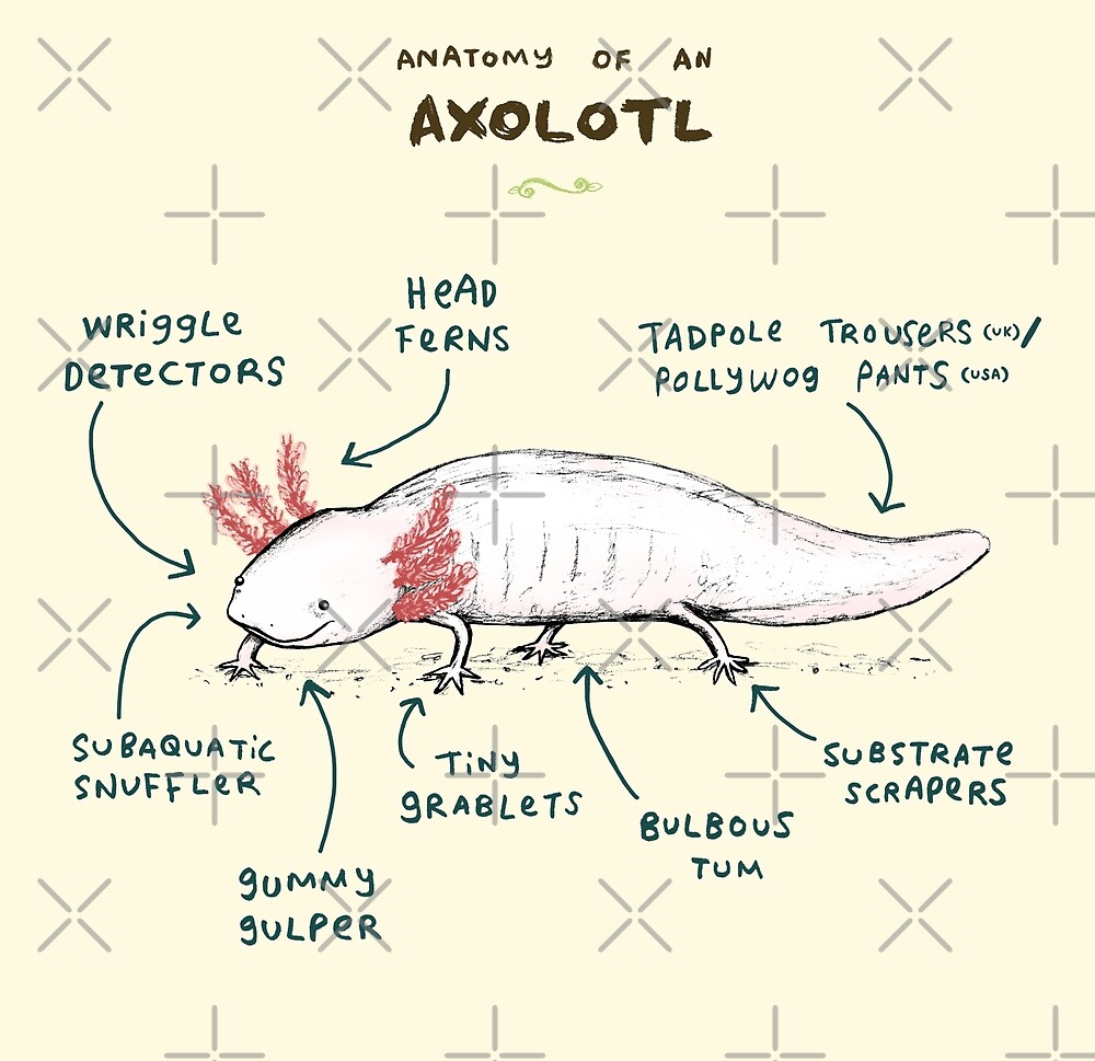 "Anatomie eines Axolotl" von Sophie Corrigan | Redbubble