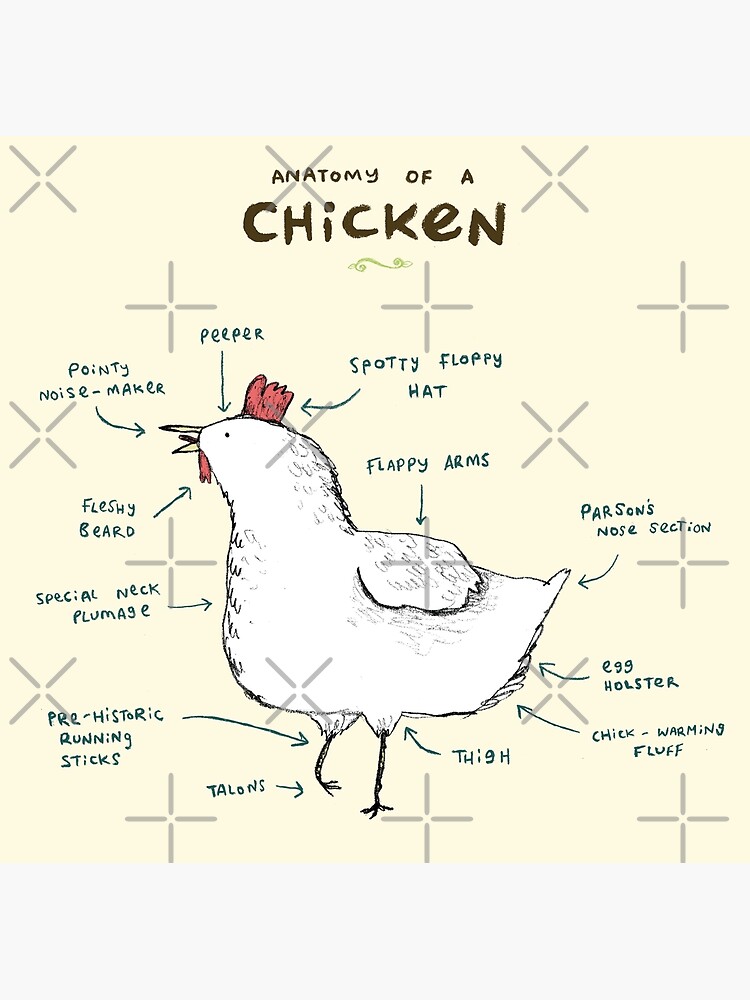 Lámina artística «Anatomía de un pollo» de SophieCorrigan | Redbubble