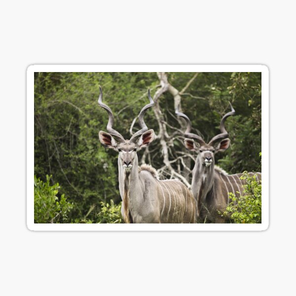 "Kudu African" Sticker by Fjfichman | Redbubble