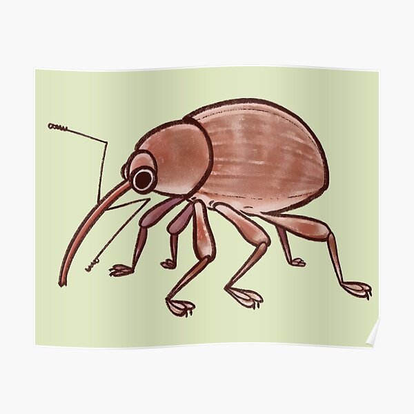 "Weevil Beetle!" Poster for Sale by kiaako | Redbubble