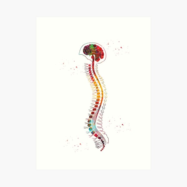"Brain with spinal cord" Art Print for Sale by erzebetth | Redbubble