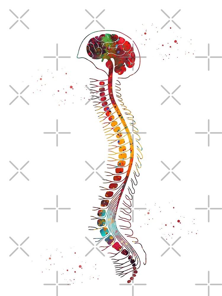 "Brain with spinal cord" Art Print for Sale by erzebetth | Redbubble
