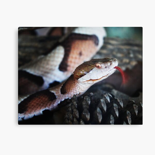 Copperhead Merch & Gifts for Sale | Redbubble