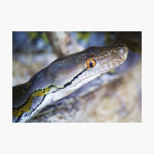 Reticulated Python Gifts & Merchandise | Redbubble