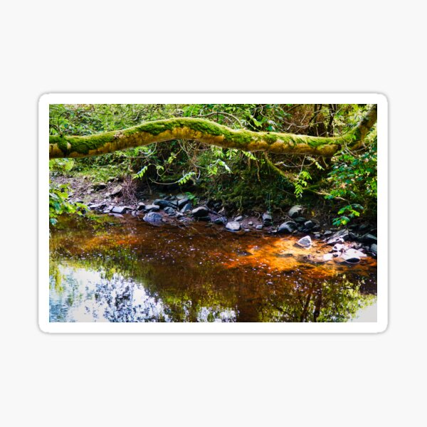 "Colorful River Water With Tree & Light Reflections - Rural Scenery ...