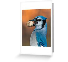 "Blue Jay Profile" by (Tallow) Dave Van de Laar | Redbubble