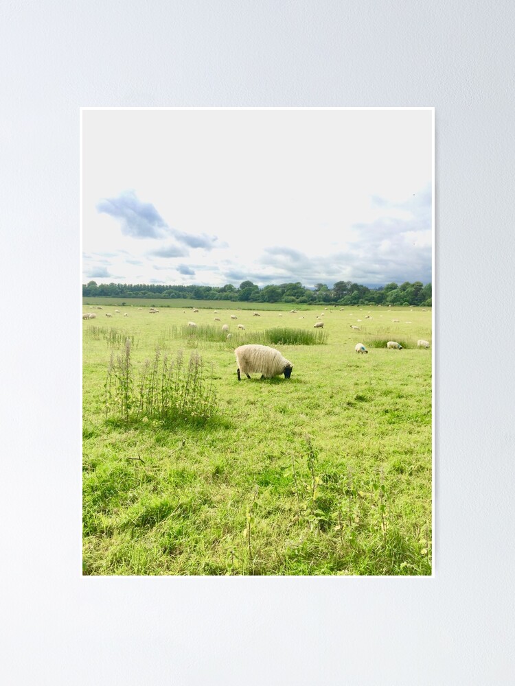 "sheep" Poster by Cechutch | Redbubble