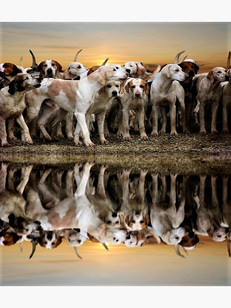 "A dogs reflection" Poster by jferro67 | Redbubble
