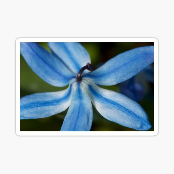 "Upside Down and Up Close Periwinkle" Sticker for Sale by Aqtuttle ...