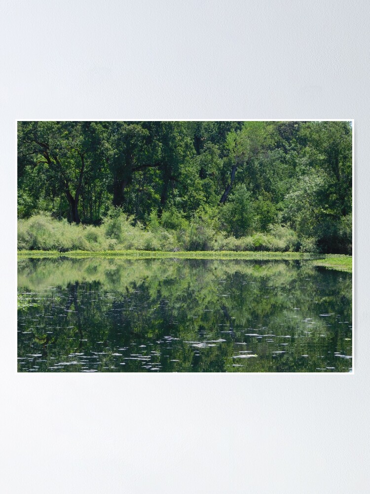 "the Pond" Poster by Zarabeaver | Redbubble