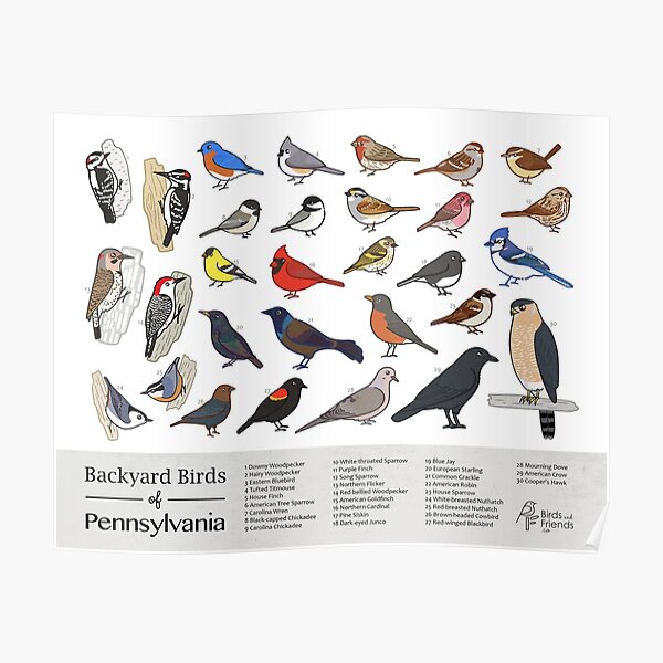 "Pennsylvania - Backyard Birds of Pennsylvania Field Guide Print - Bird ...
