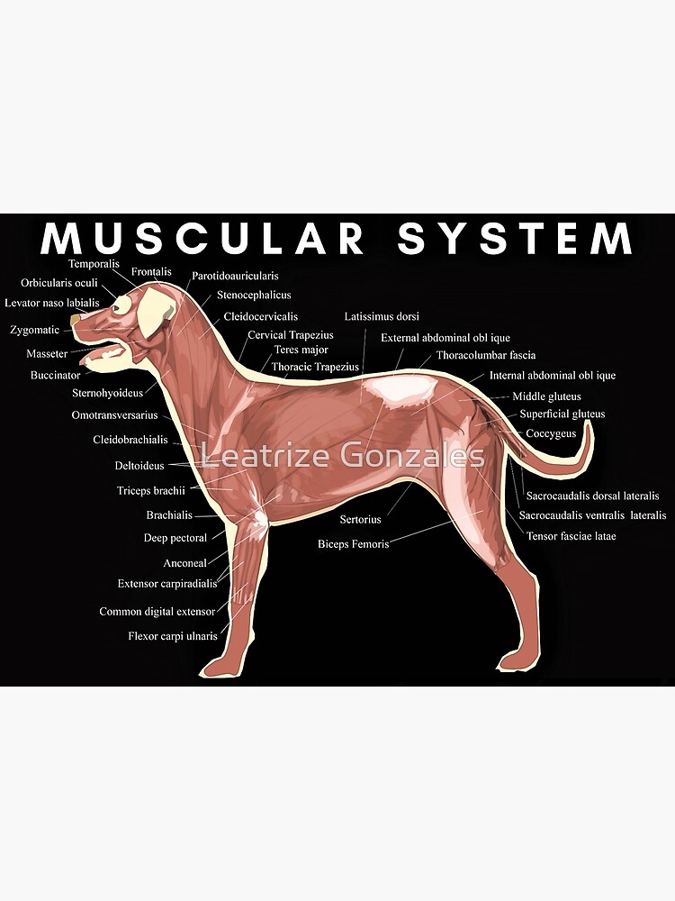 Canine Muscular System veterinary Premium Matte Vertical Poster sold by ...