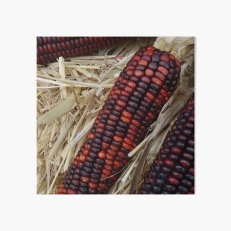 "Rhode Island Autumn Indian Corn Photograph by Jeanpaul Ferro" Art ...