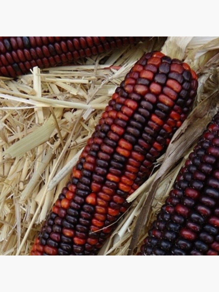 "Rhode Island Autumn Indian Corn Photograph by Jeanpaul Ferro" Sticker ...