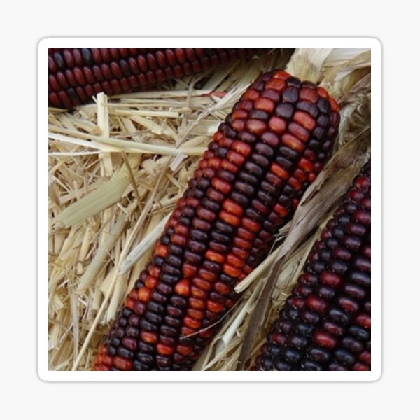"Rhode Island Autumn Indian Corn Photograph by Jeanpaul Ferro" Sticker ...