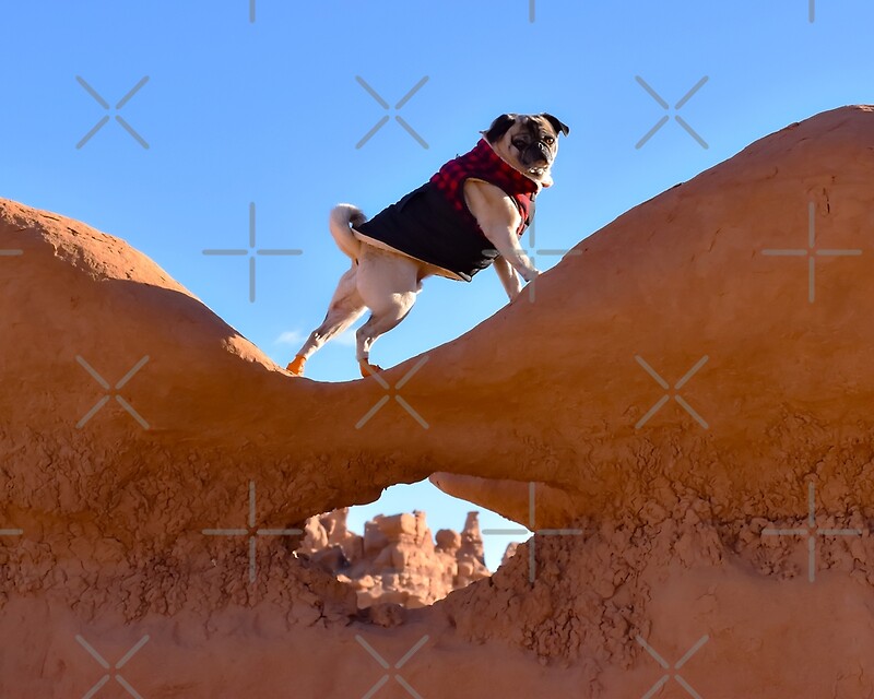 "Pug Strikes A Sassy Pose" by pugventurephoto | Redbubble