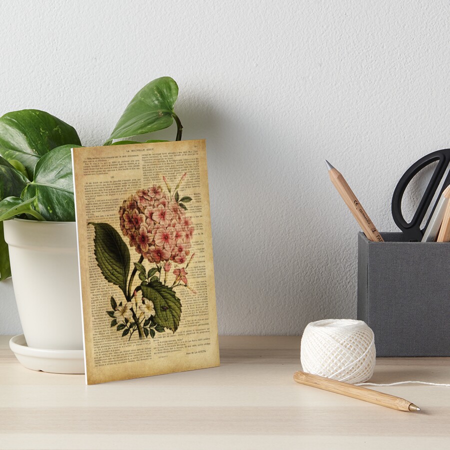 "Botanical print, on old book page - flowers- Hydrangea blossom" Art ...