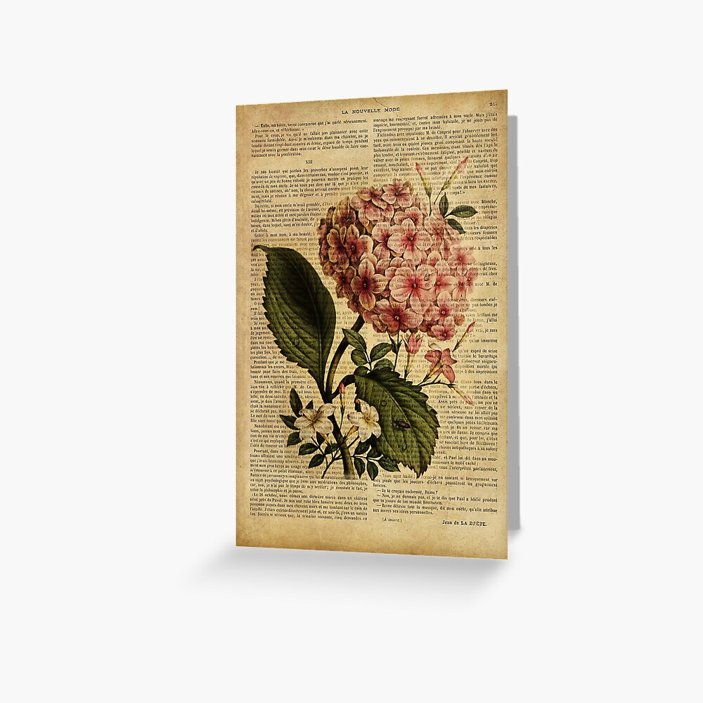 "Botanical print, on old book page - flowers- Hydrangea blossom ...
