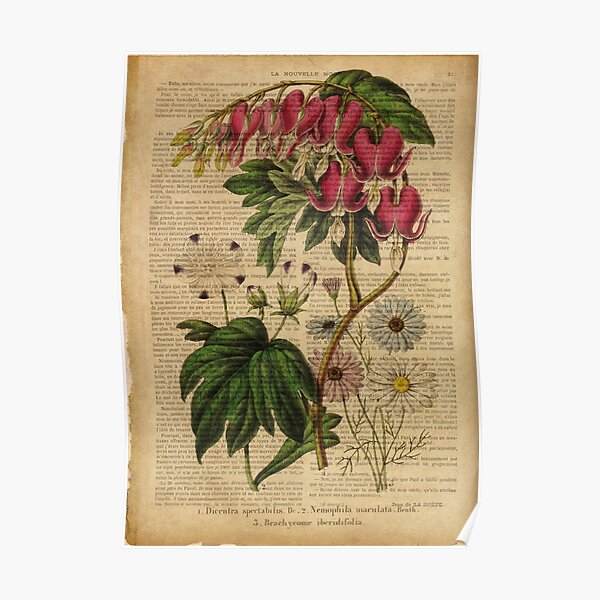 "Botanical print, on old book page - flowers" Poster for Sale by lldd11 ...