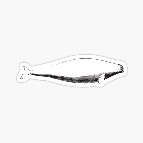 "Beluga Whale" Sticker for Sale by thelittlebat | Redbubble