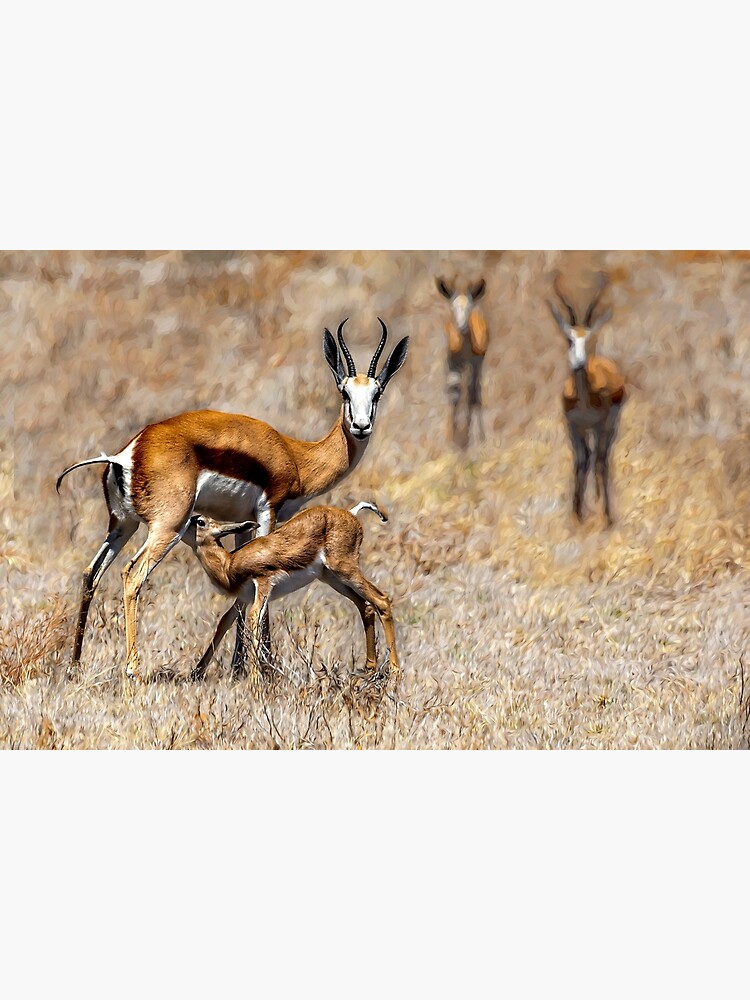 "Springbok Mom and Calf" Poster for Sale by KayBrewer | Redbubble