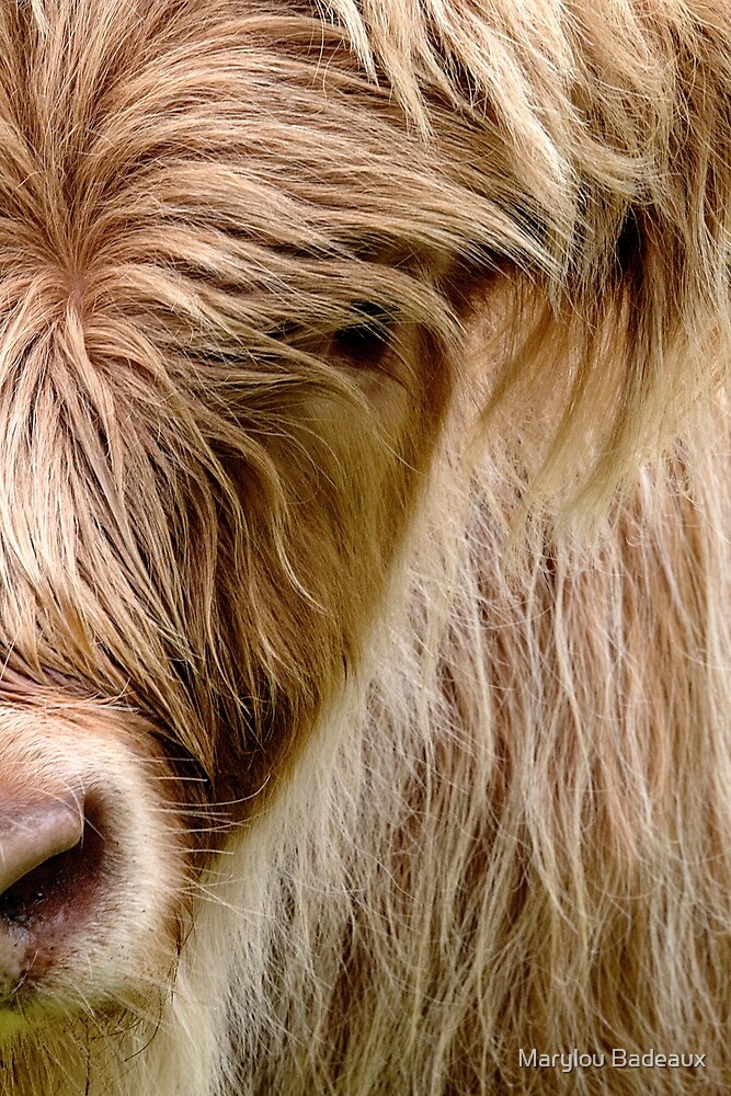 "Wooly Cow" by Marylou Badeaux | Redbubble