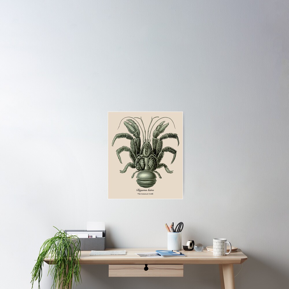 "The coconut crab, Birgus latro." Poster for Sale by Squirrox | Redbubble