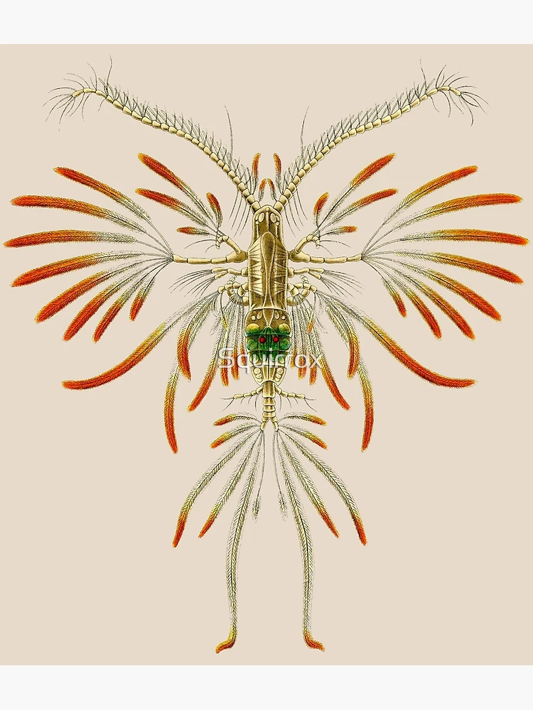 How To Draw A Copepod Copepod Poster By Science Photo Library