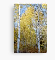 Aspen Trees: Canvas Prints | Redbubble