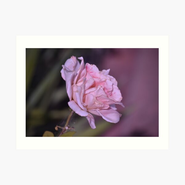 Withering Rose Art Prints | Redbubble
