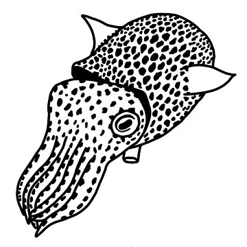 "Hawaiian Bobtail Squid" Art Board Print for Sale by ktbelliss | Redbubble