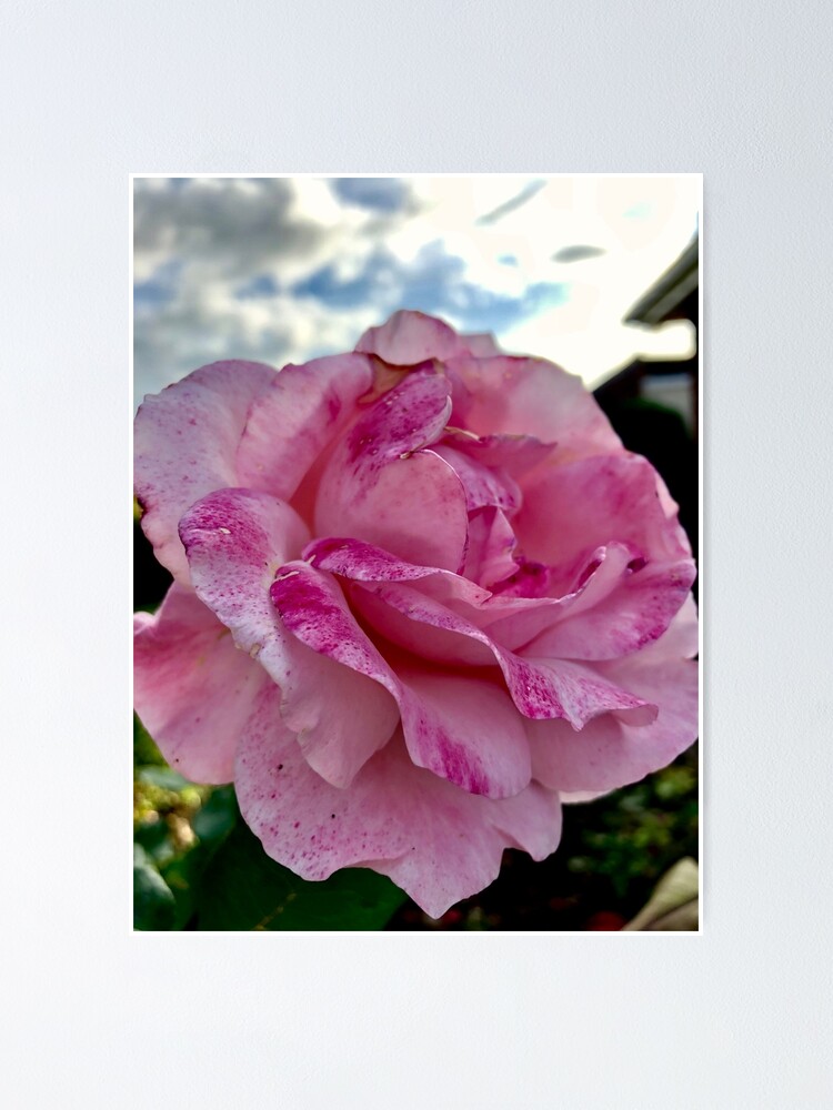 "spotted rose" Poster for Sale by mandiapple | Redbubble