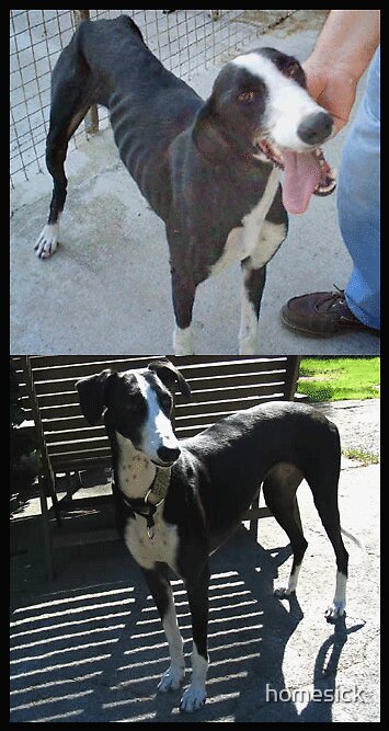 "Before and after - the Story of galgo Iola" by homesick | Redbubble