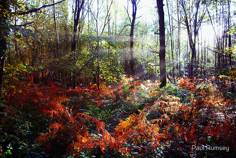 "Autumn Woodland Glade" by Paul Rumsey | Redbubble