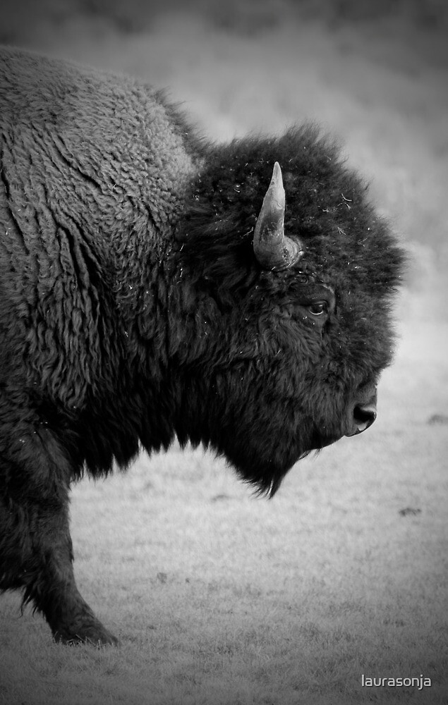 "Buffalo - Mammoth, Yellowstone National Park" by laurasonja | Redbubble