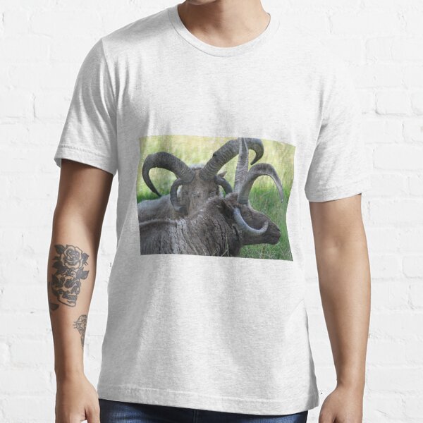 "Manx Loaghtan Sheep" T-shirt for Sale by LJarts | Redbubble | manx ...