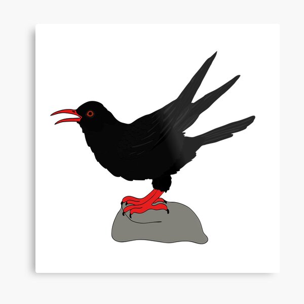 Chough Metal Prints | Redbubble