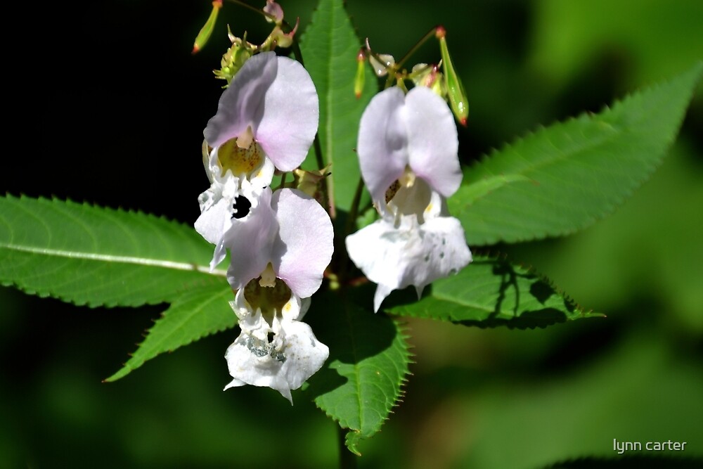 "Wild Balsam Flowers, Lyme Dorset UK" by lynn carter | Redbubble