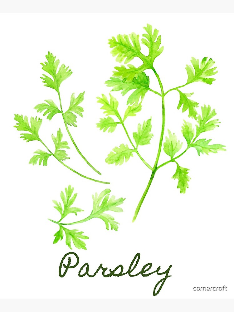 "Watercolor Herb Parsley Illustration" Framed Art Print for Sale by ...