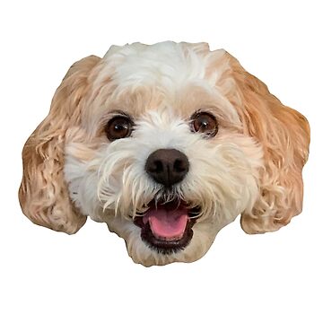 "Daisy Butler" Sticker for Sale by Sbbutler | Redbubble