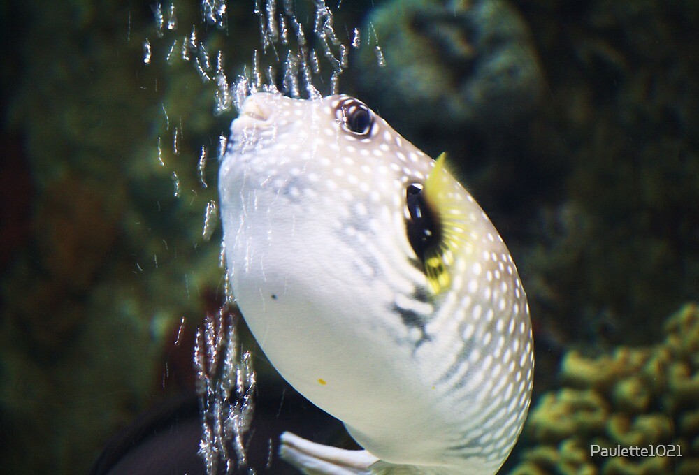 "Did you ever See a Fish taking a Shower ?" by Paulette1021 | Redbubble