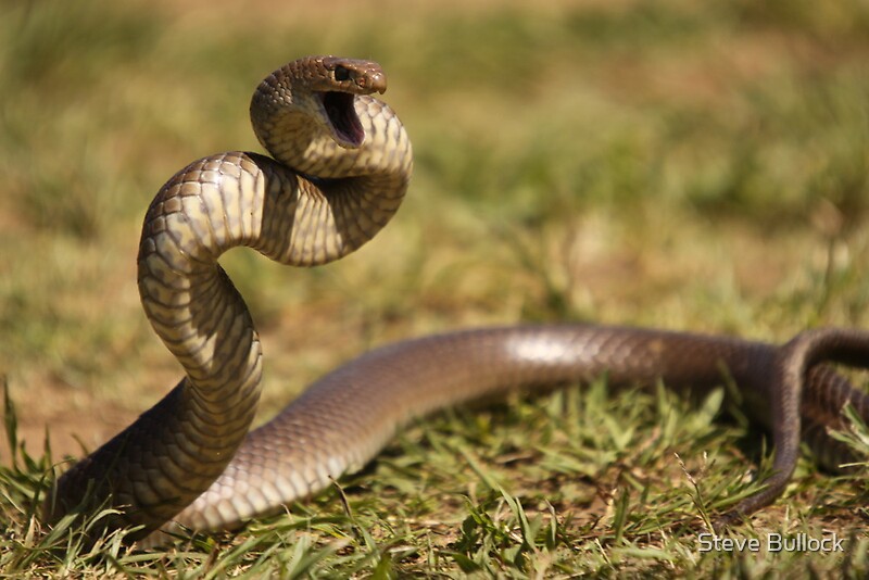 "Eastern Brown Snake" by Steve Bullock | Redbubble